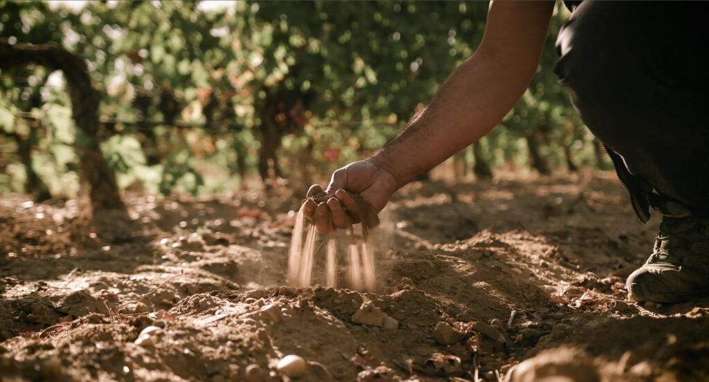 La historia del vino: Orígenes y evolución de esta gran bebida